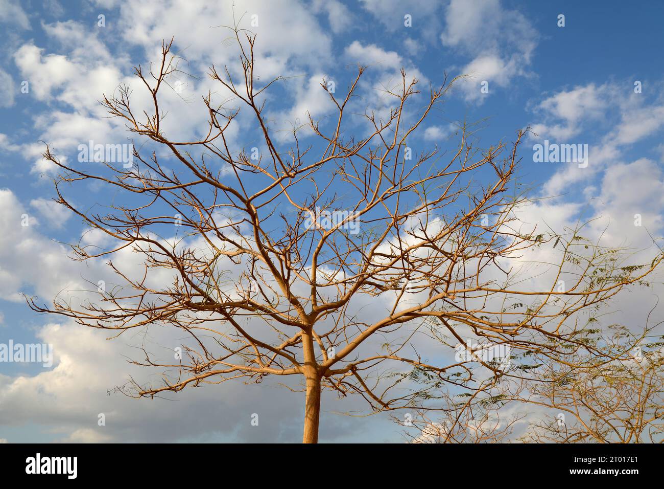 Dead grass under tree hi-res stock photography and images - Alamy