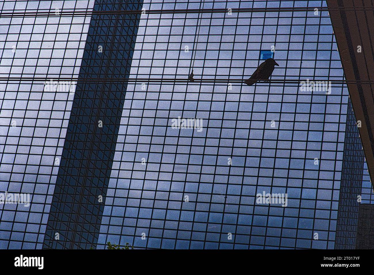Black Crow sitting on a Electrical Railway Poer Line, searching for ...