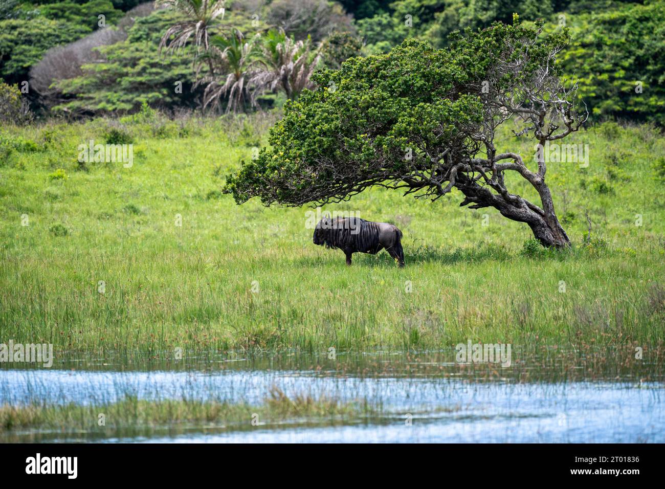 Safari theme wild animals hi-res stock photography and images - Alamy