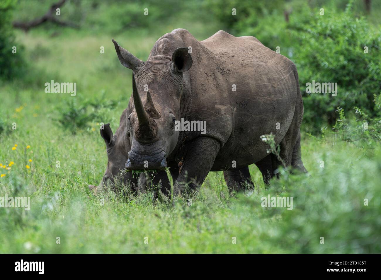 Animal Safari Afrika Stock Photo - Alamy