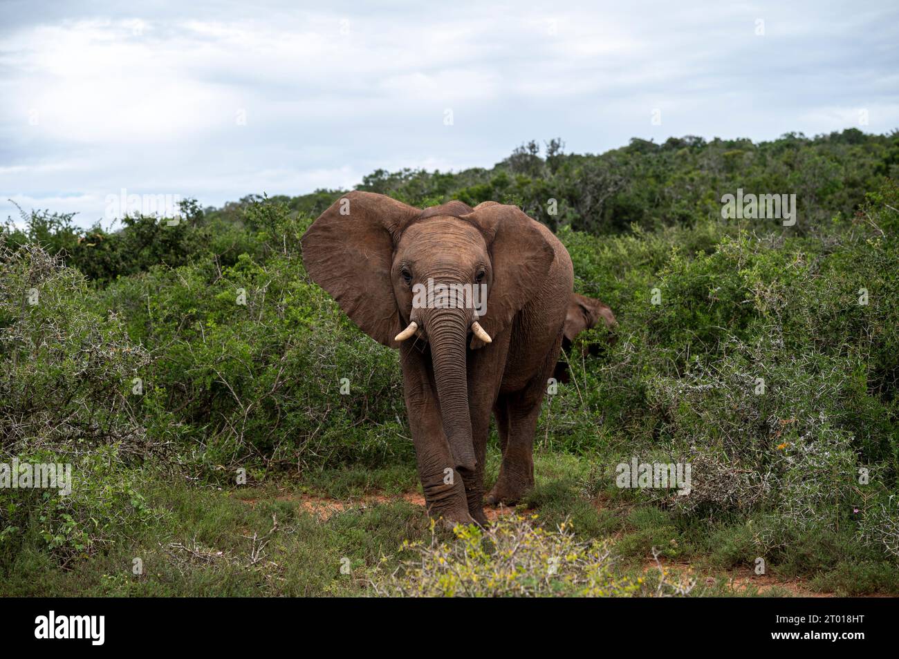 Hairy elephants trunk hi-res stock photography and images - Alamy