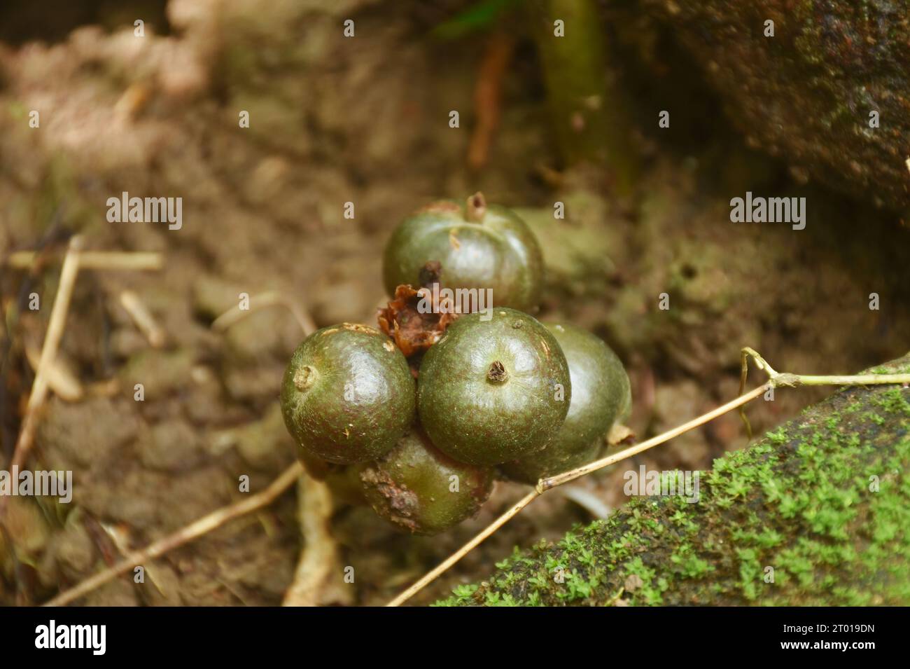 Amomum koenigii hi-res stock photography and images - Alamy