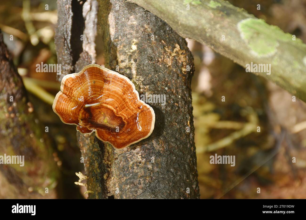 Microporus xanthopus mushroom growth for rain season on tree trunk in ...