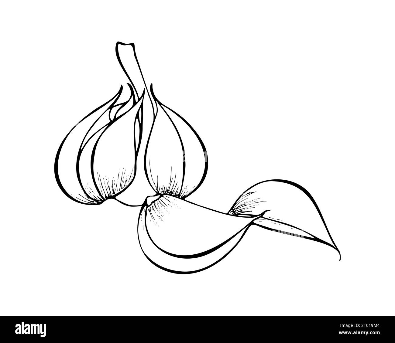 Garlic hand drawn black outline sketch. Isolated, white background ...