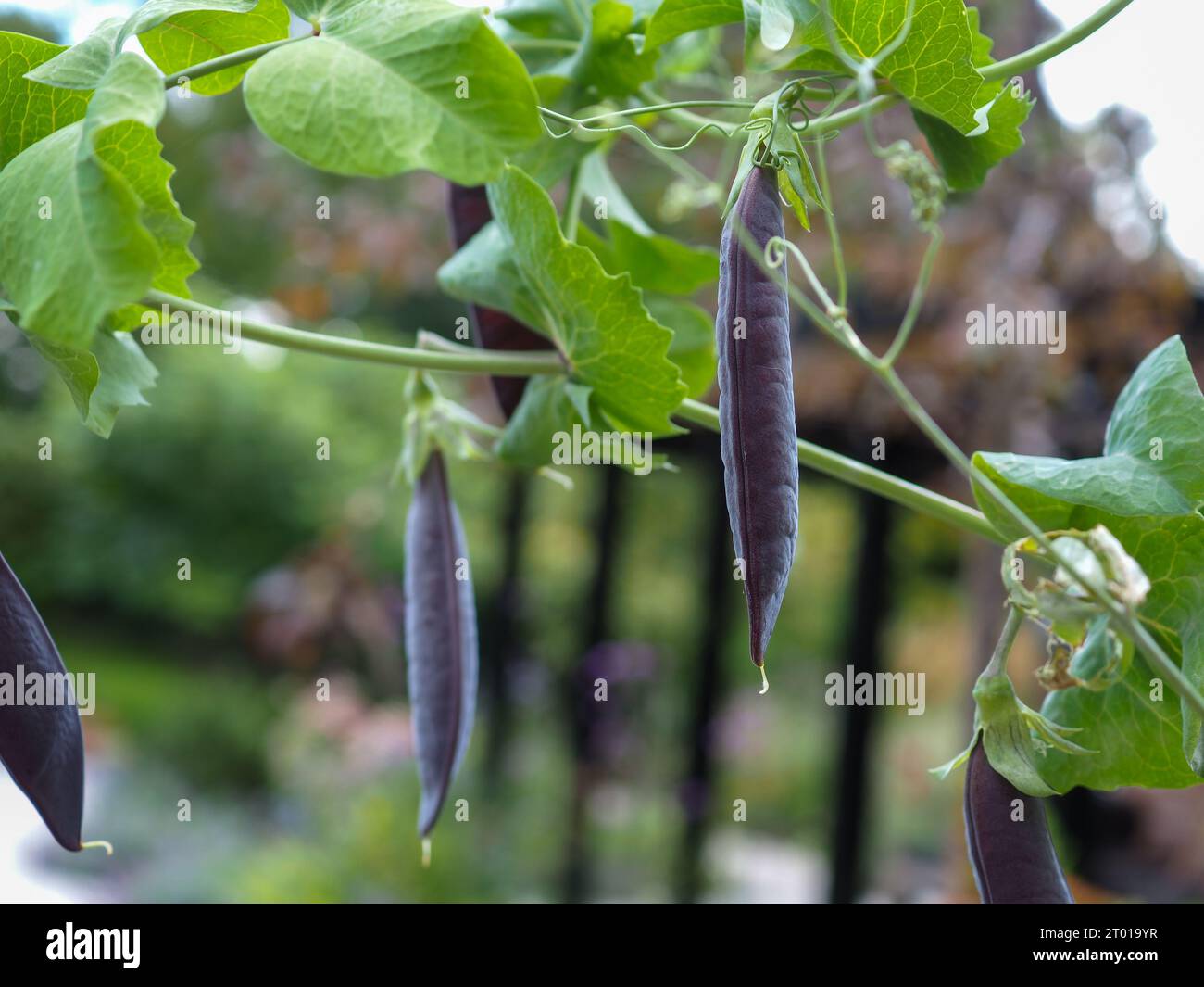 Blue pea plant Pea 'Blauwschokker' with unusual dark purple / blue pea ...