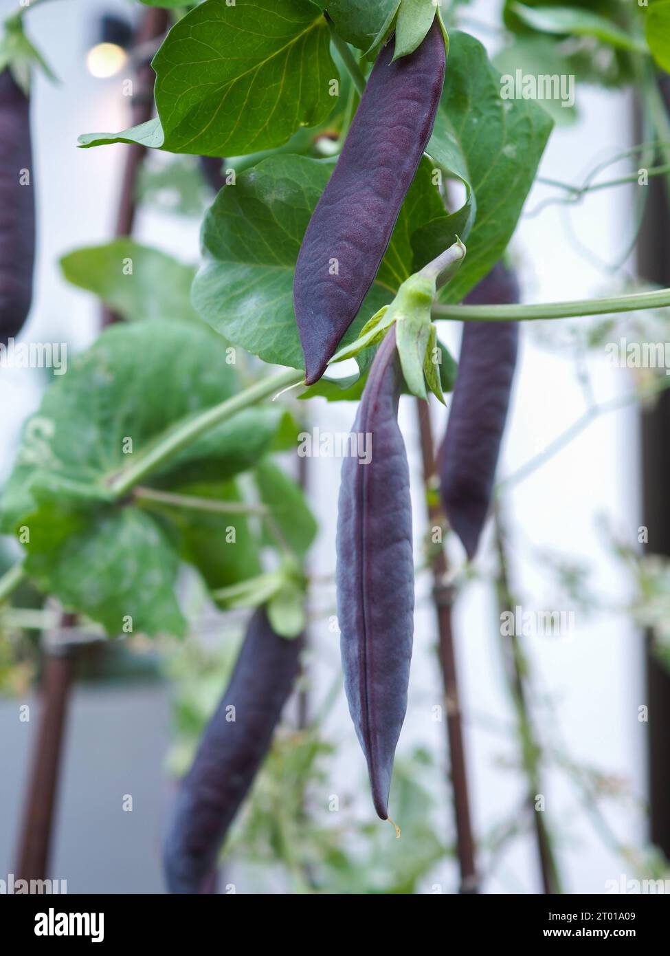Close up of a pod of the blue heirloom pea plant Pea 'Blauwschokker ...