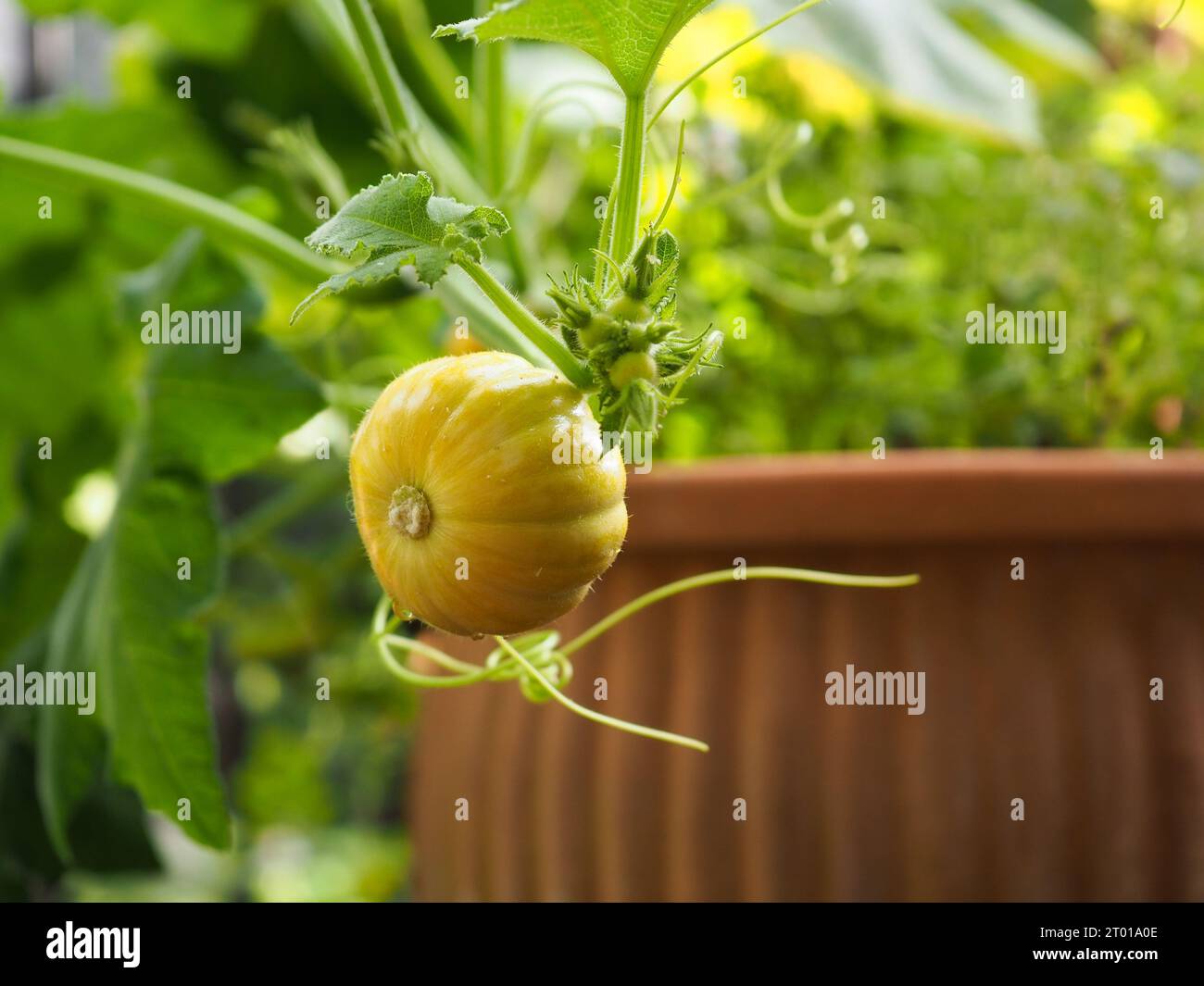 A mini decorative yellow pumpkin, variety 'Sweet Lightning', growing on ...