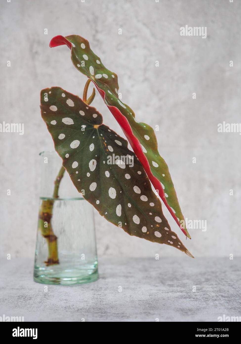 Begonia maculata hi-res stock photography and images - Alamy