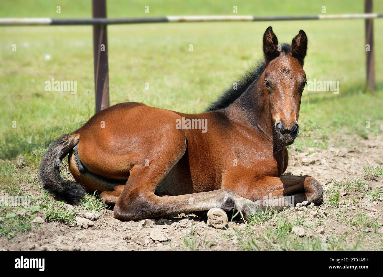 Foal is lying in the green grass. Portrait of a thoroughbred colt ...