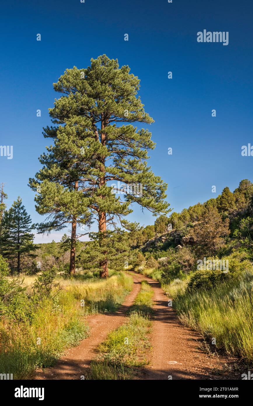 Pine trees at Forest Road 232 in Kaibab Natl Forest, to Indian Hollow Campground and Thunder ...