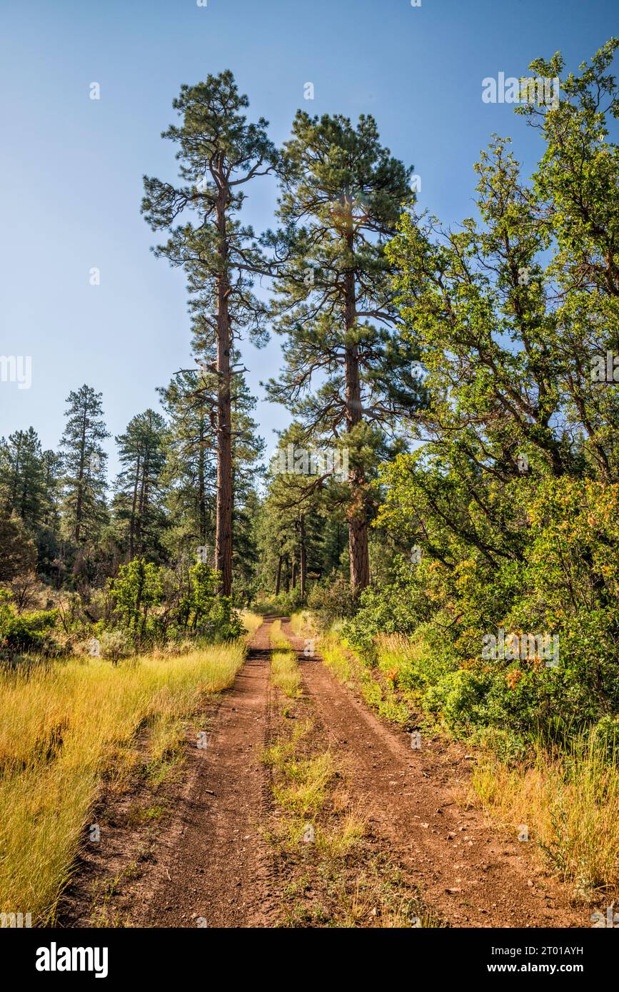 Pine trees at Forest Road 232 in Kaibab Natl Forest, to Indian Hollow Campground and Thunder ...
