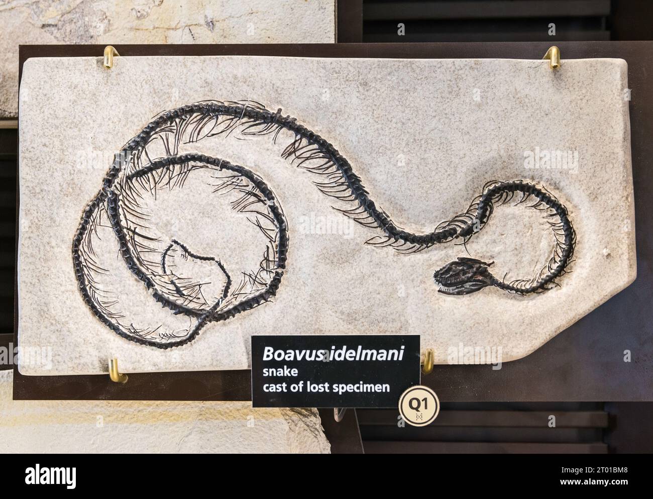 Snake bone skeleton hi-res stock photography and images - Alamy