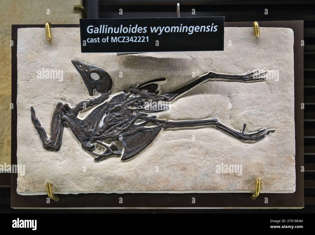 Gallinuloides hi-res stock photography and images - Alamy