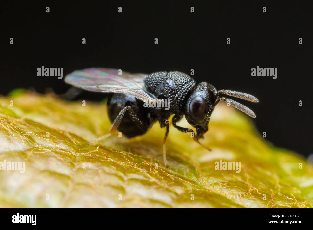 Perilampid Wasp (Perilampus prothoracicus Stock Photo - Alamy