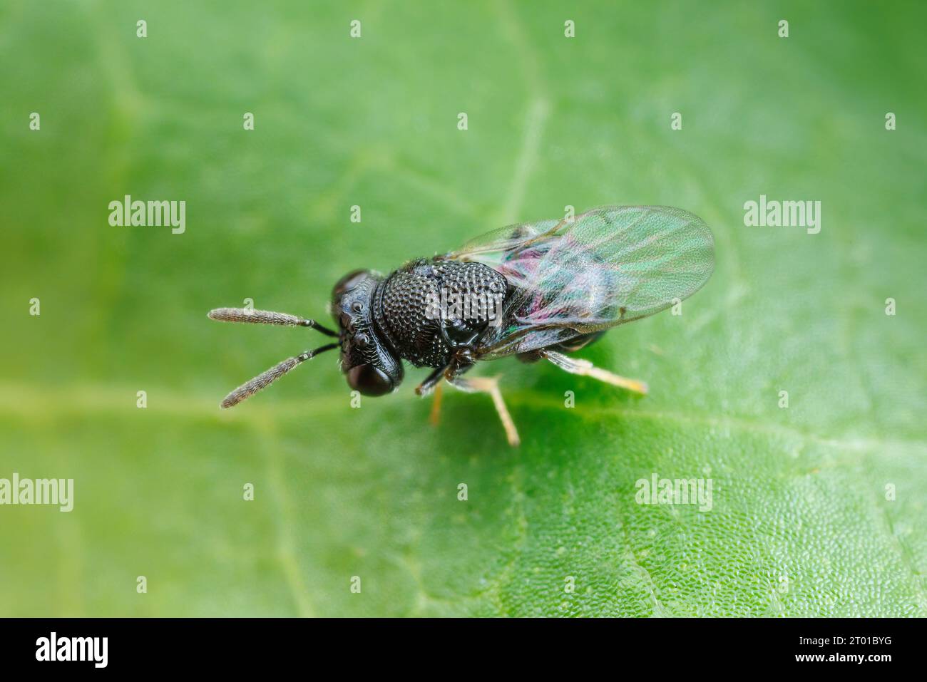 Perilampid Wasp (Perilampus prothoracicus Stock Photo - Alamy