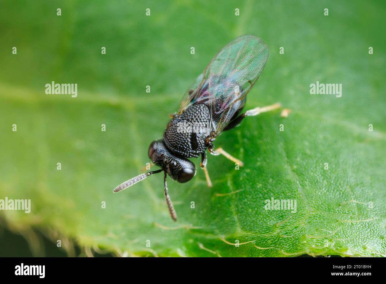 Perilampid Wasp (Perilampus prothoracicus Stock Photo - Alamy