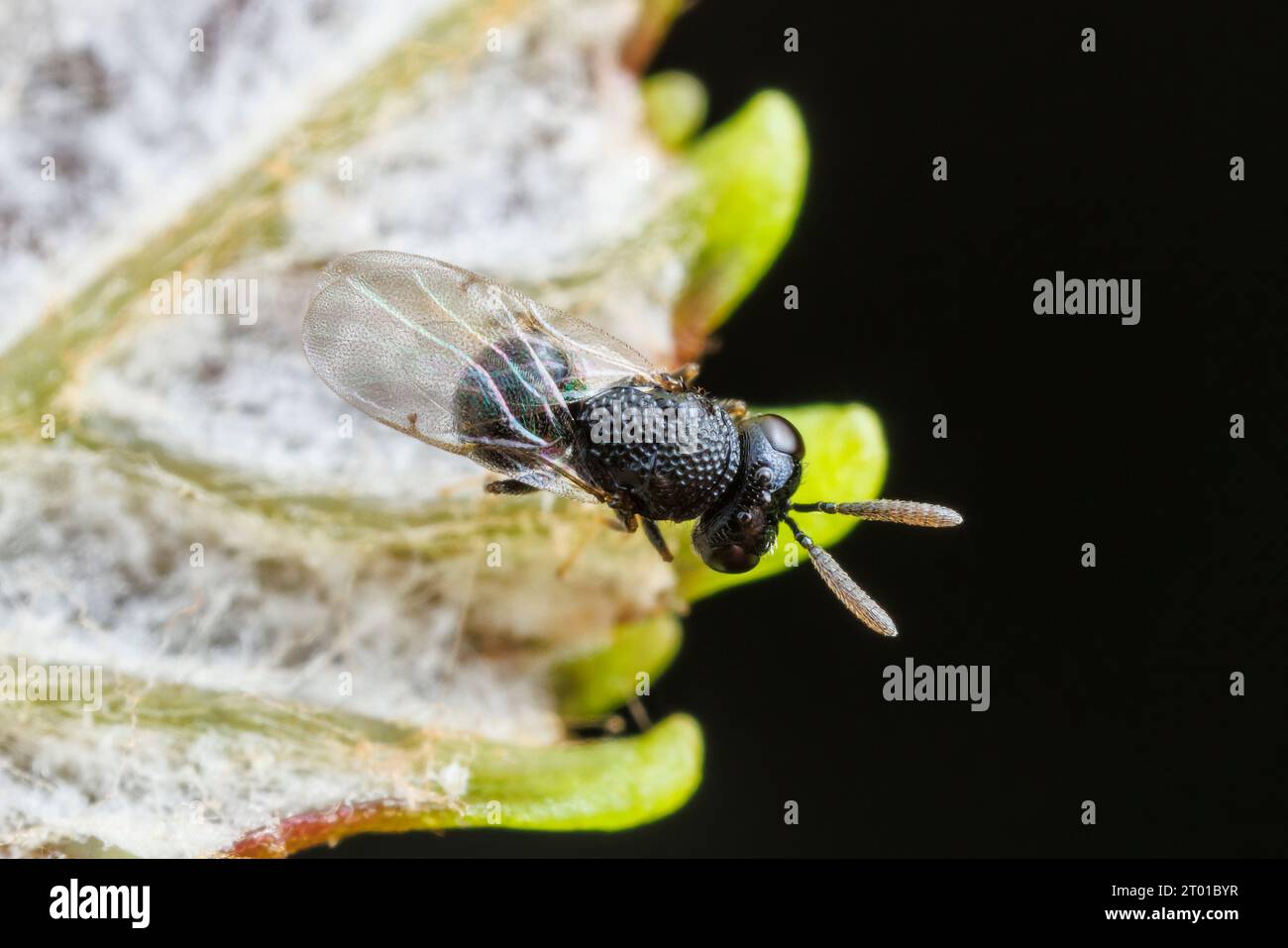Perilampid Wasp (Perilampus prothoracicus Stock Photo - Alamy