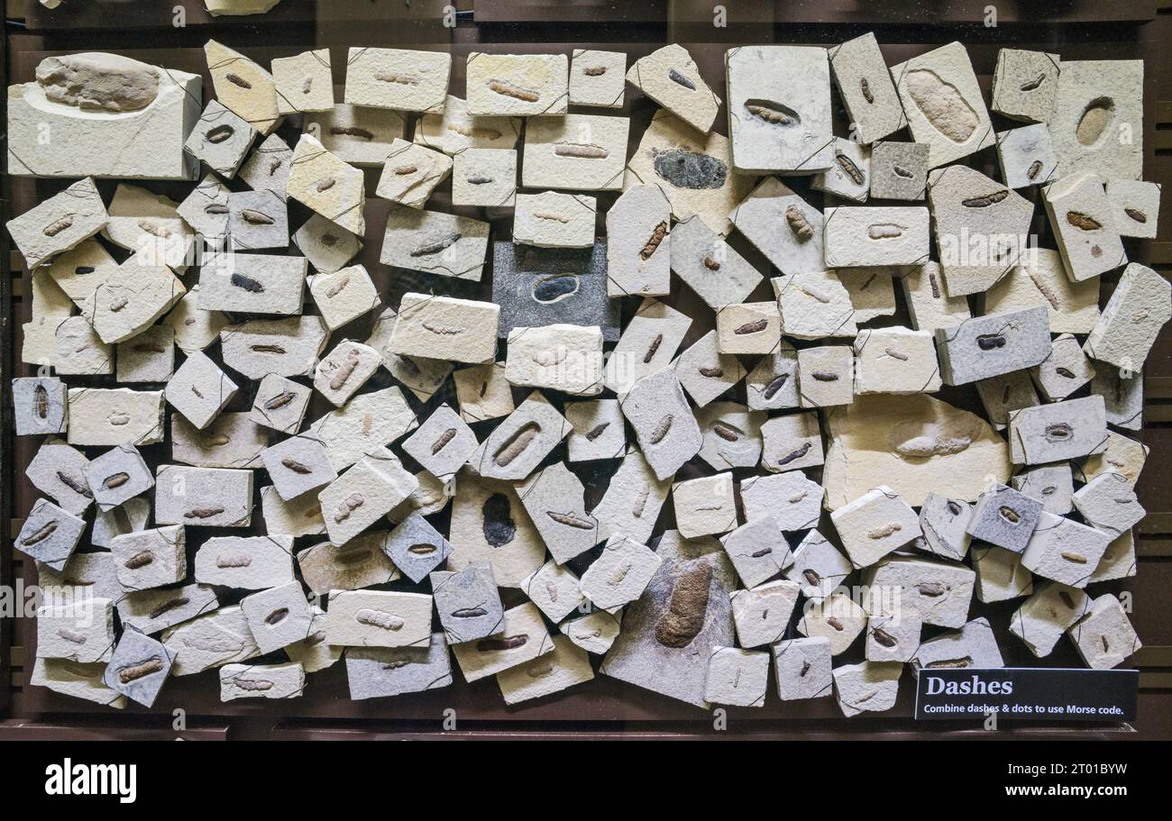 Coprolites, fossil poop of fishes living in Fossil Lake, exhibit on ...