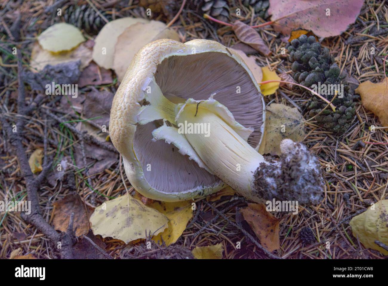 The Prince mushroom, Agaricus augustus. Rare edible mushroom in the ...