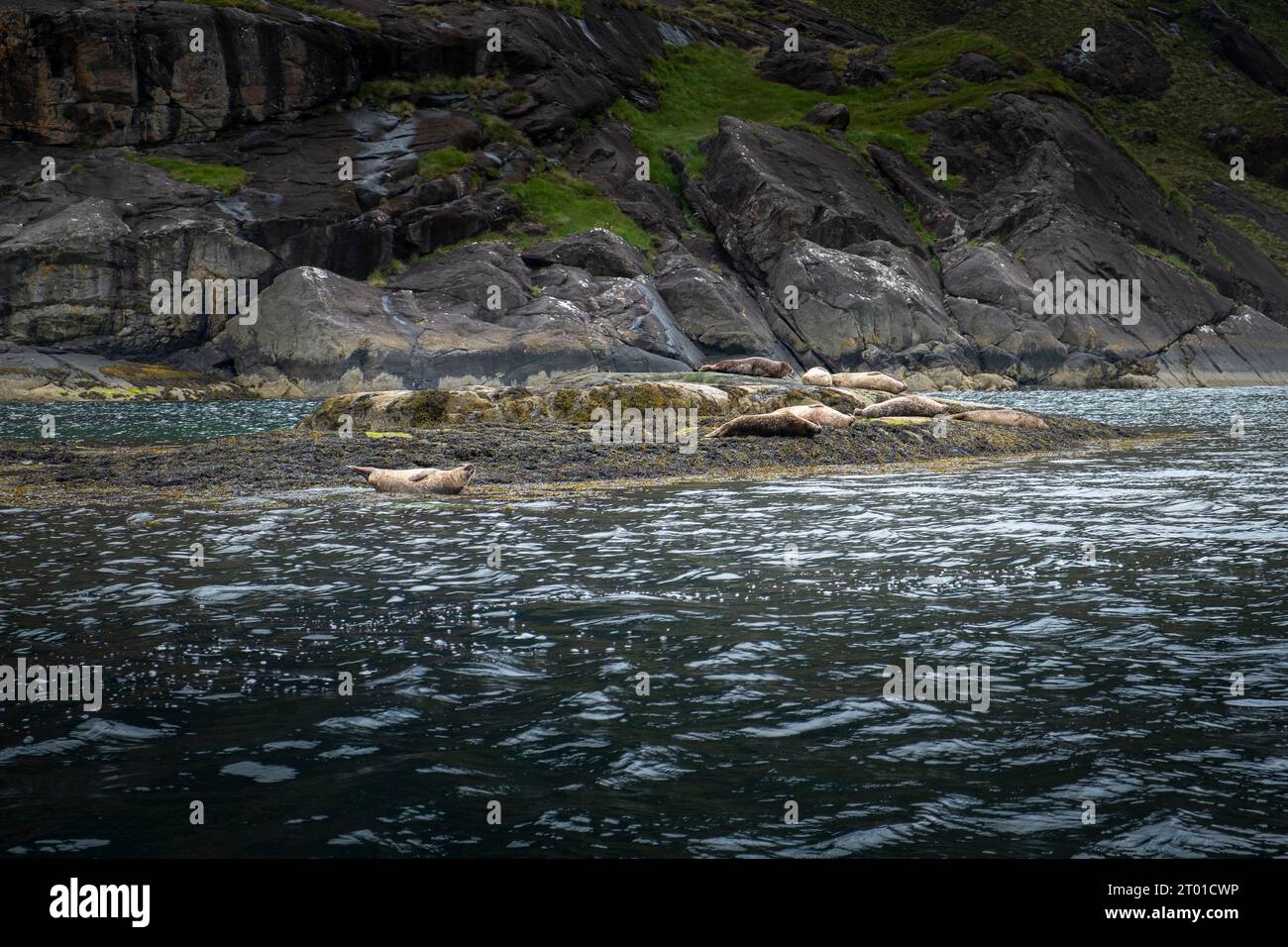 Common seals basking on skerries, Loch na Cuilce, Isle of Skye ...