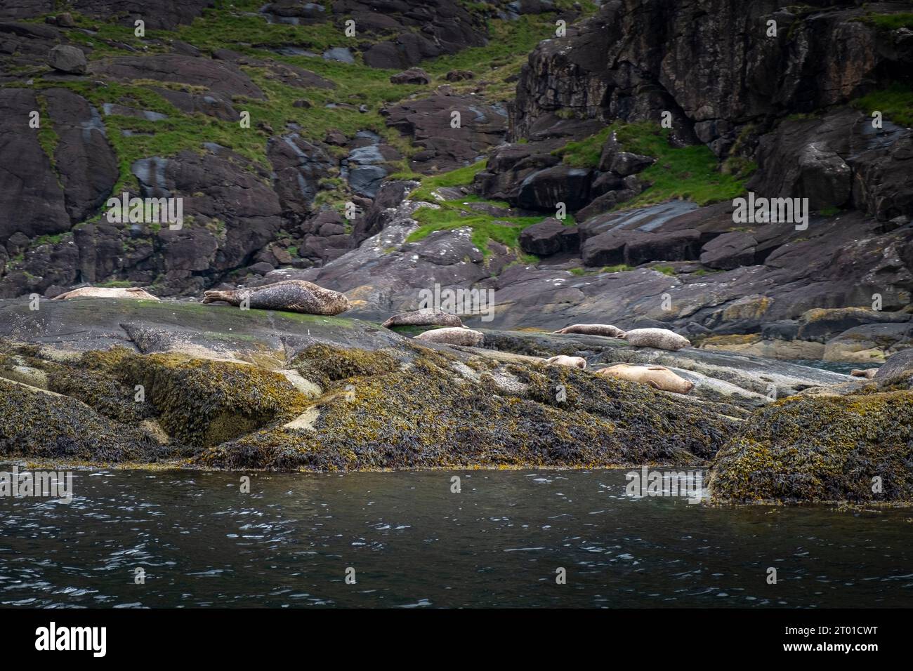 Common seals basking on skerries, Loch na Cuilce, Isle of Skye ...