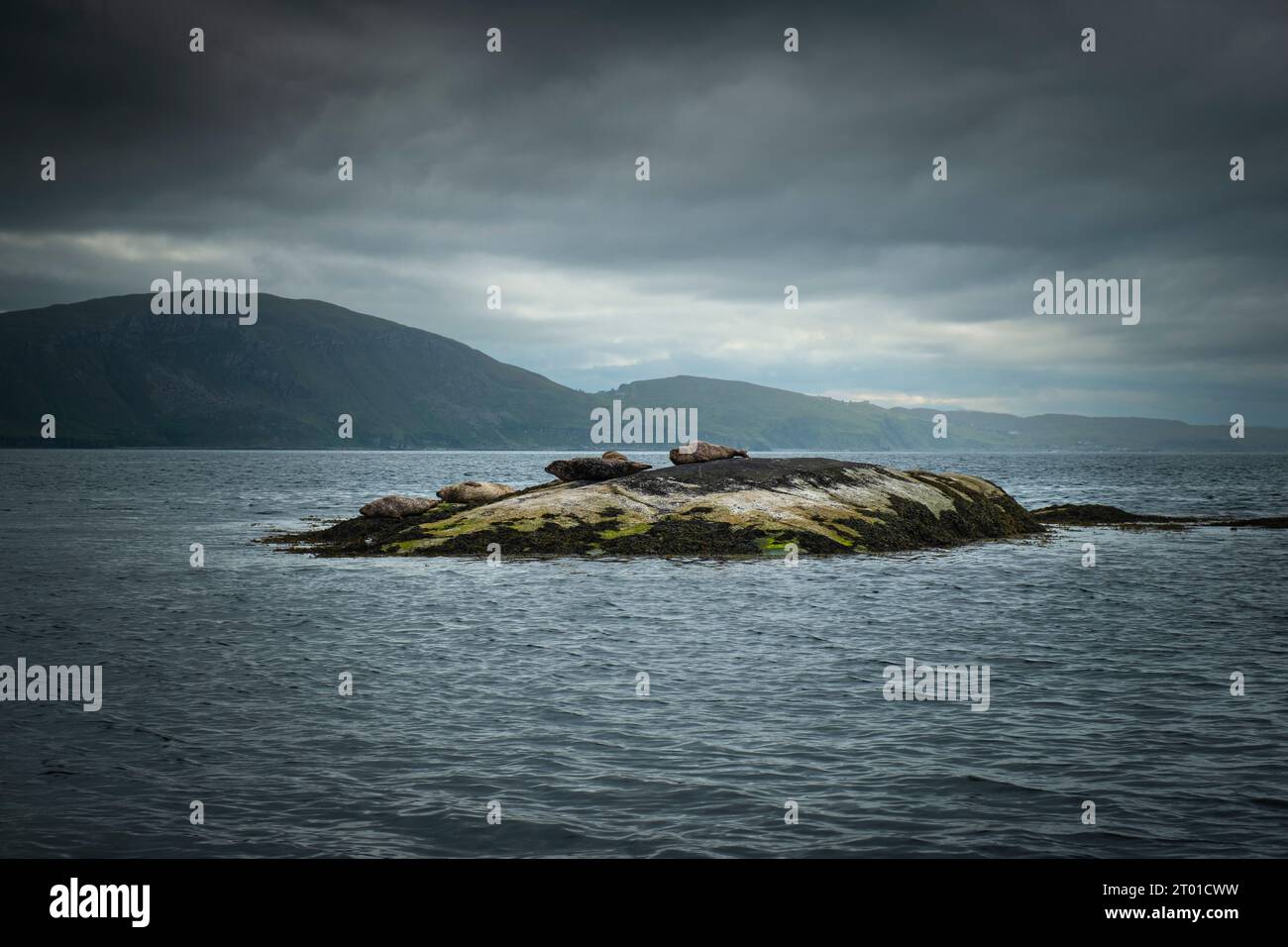 Common seals basking on skerries, Isle of Skye, Scotland Stock Photo ...