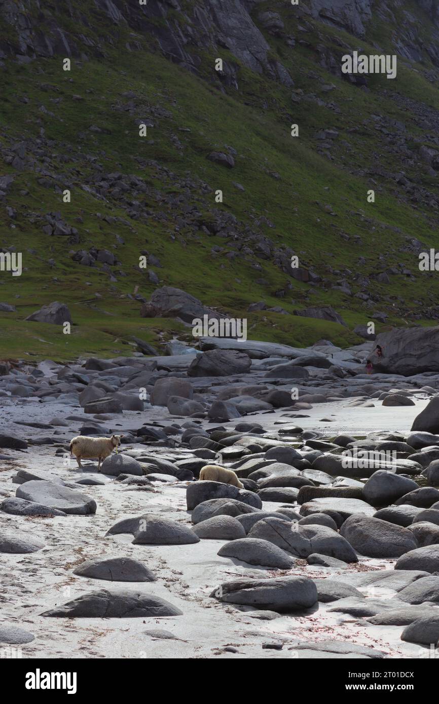 Sheep on a Norwegian beach. Photo taken on the Lofoten islands in ...