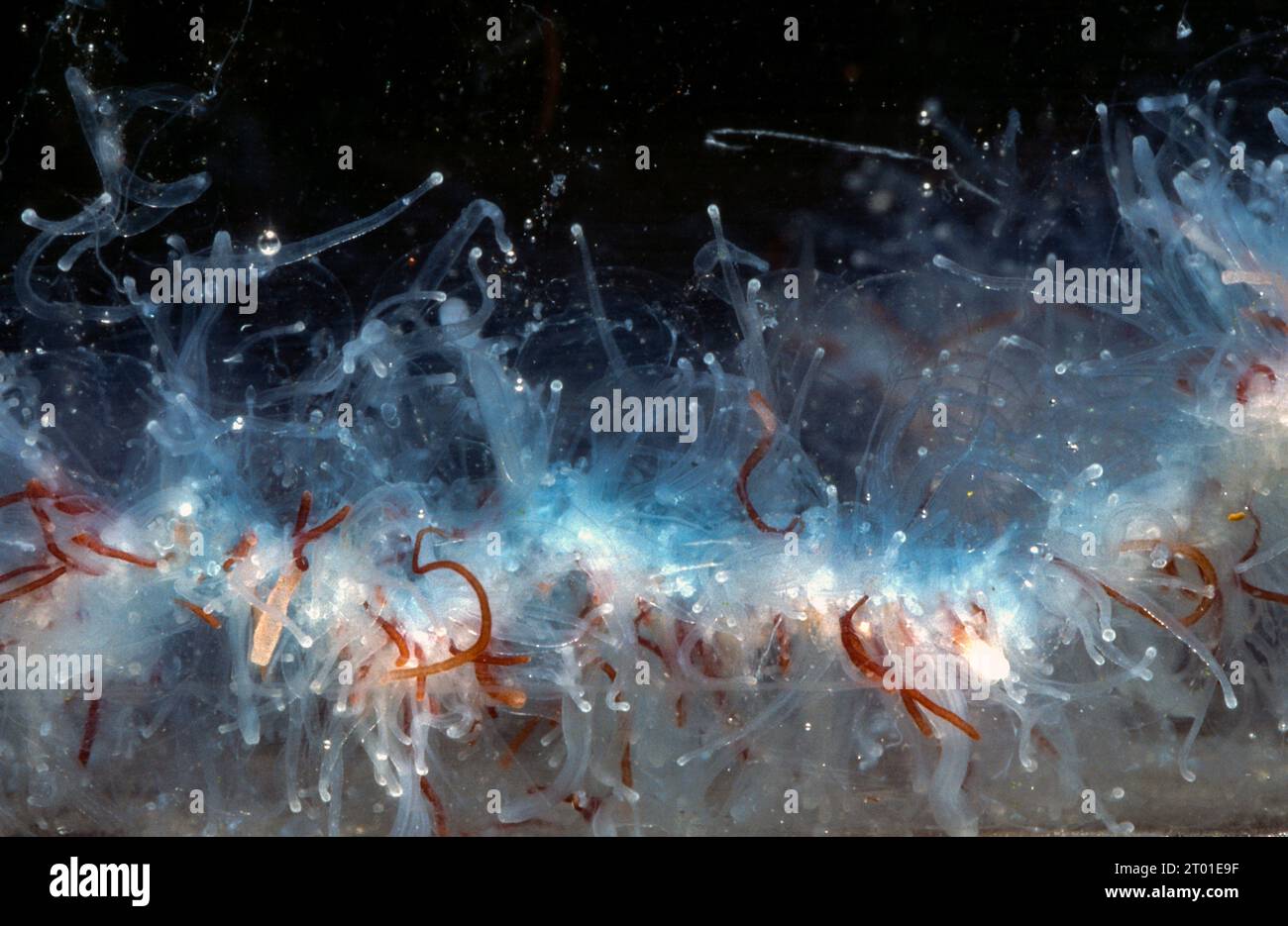 Siphonopora hi-res stock photography and images - Alamy