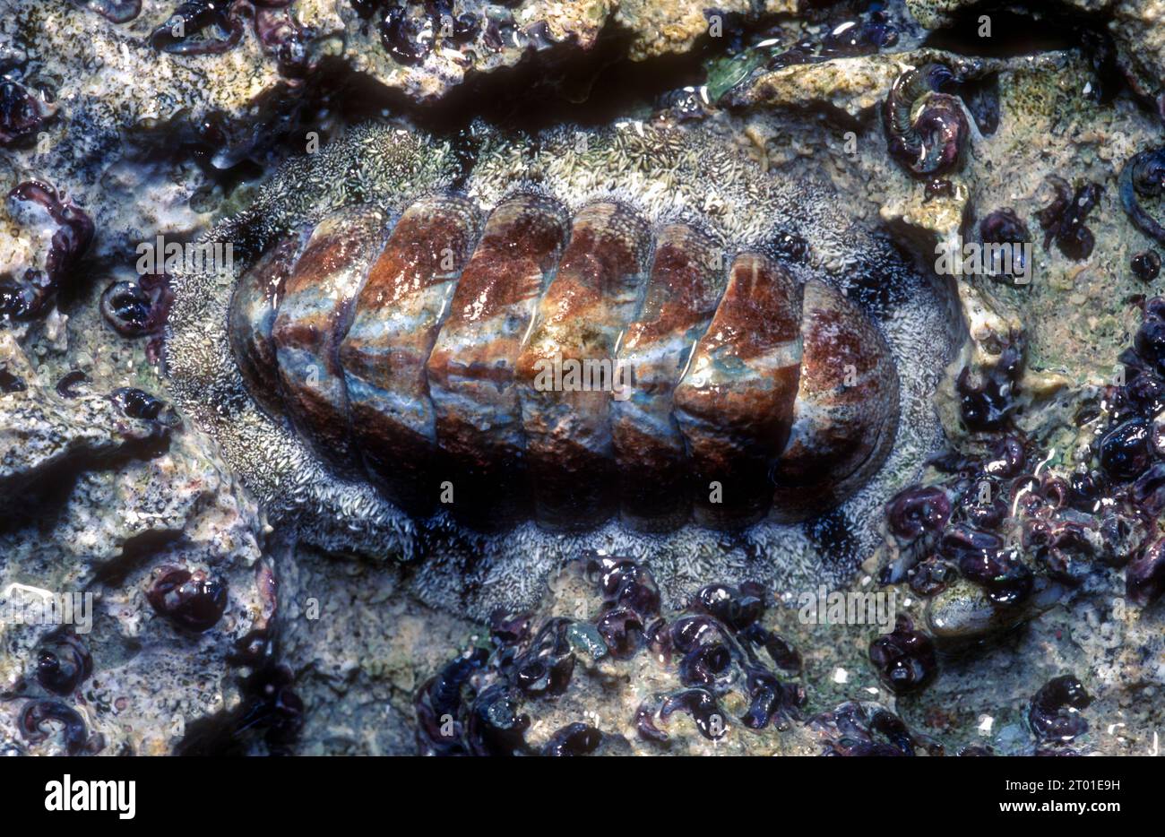 West Indian fuzzy chiton (Acvanthopleura grannulata) from Puerto Rico ...