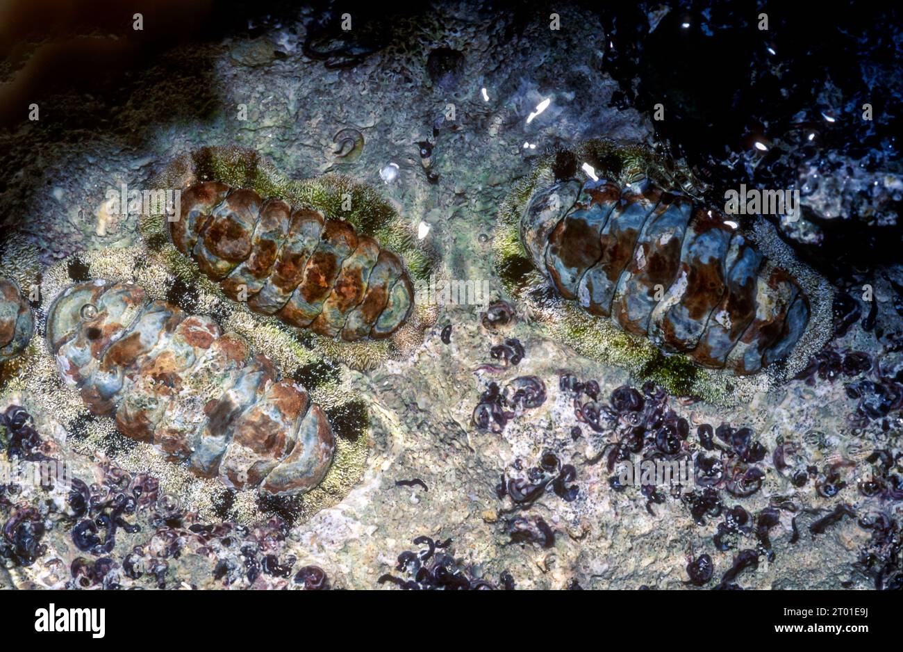 West Indian fuzzy chitons (Acvanthopleura grannulata) from Puerto Rico ...