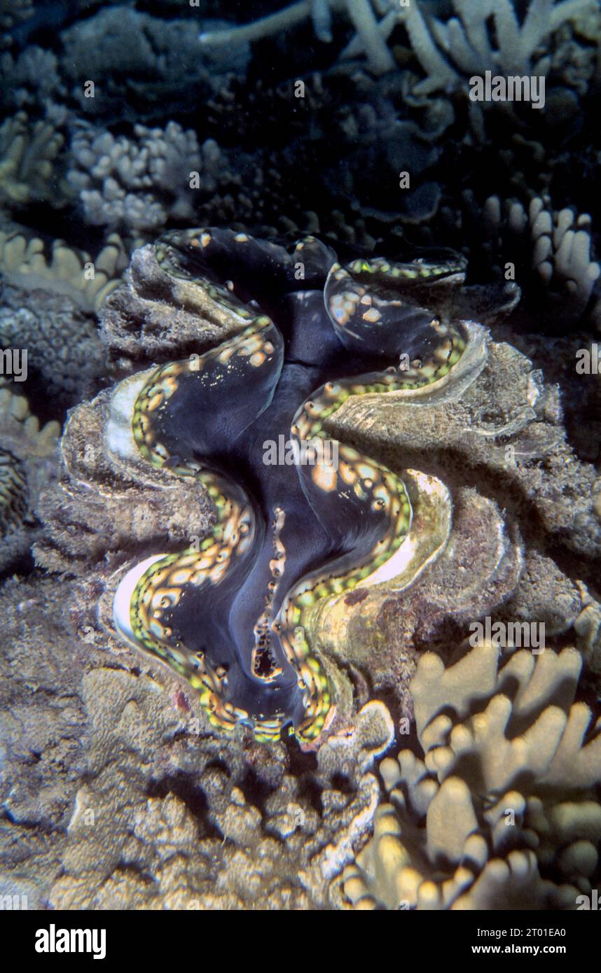 Fluted giant clam (Tridacna squamosa) from Hook Island, Whitsunday ...
