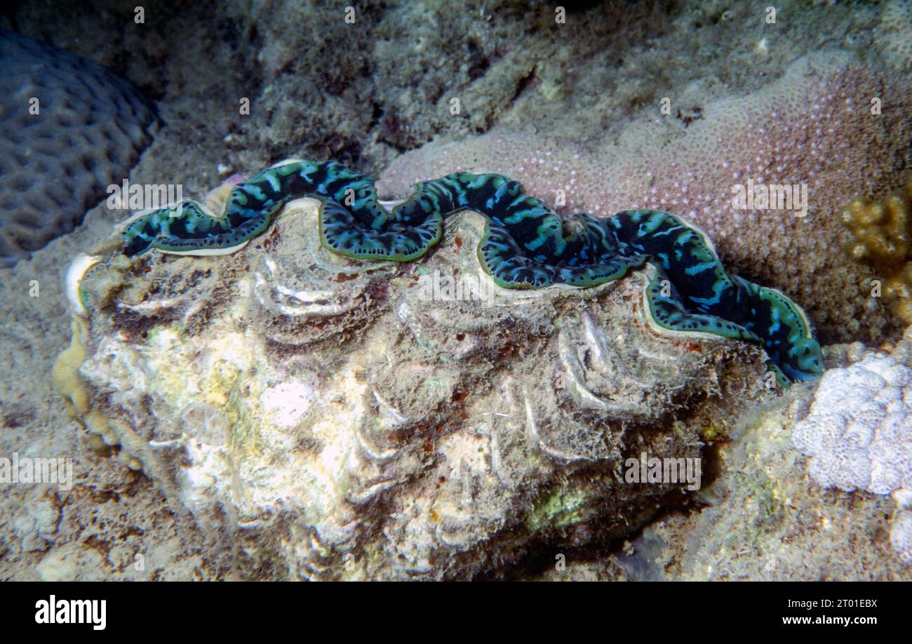 Giant Clam (Tridacna maxima) from Hook Island (Whitsunday Islands ...