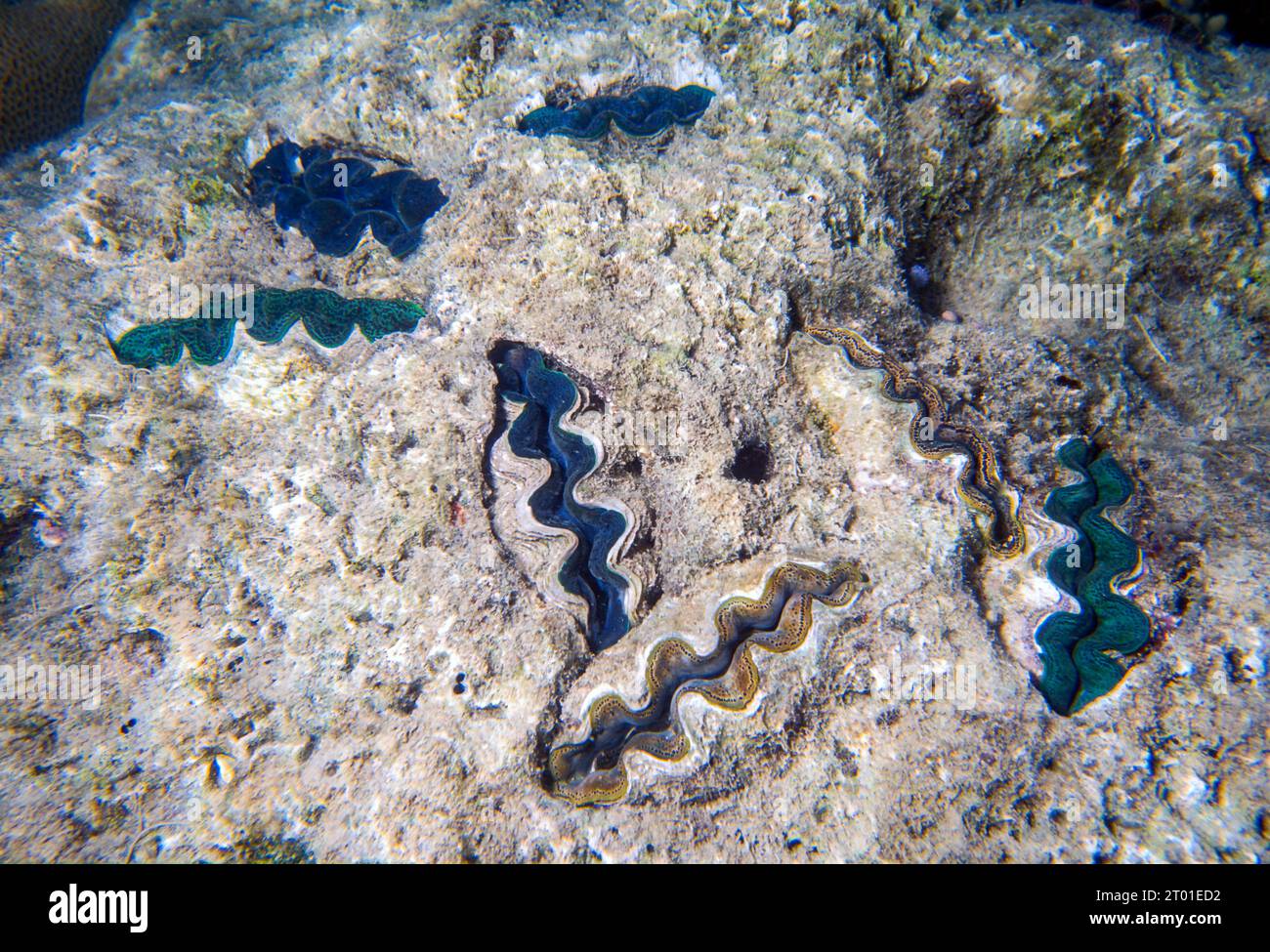 Boring clams (Tridacna crocea) buried in reef rock. Photo from shallow ...