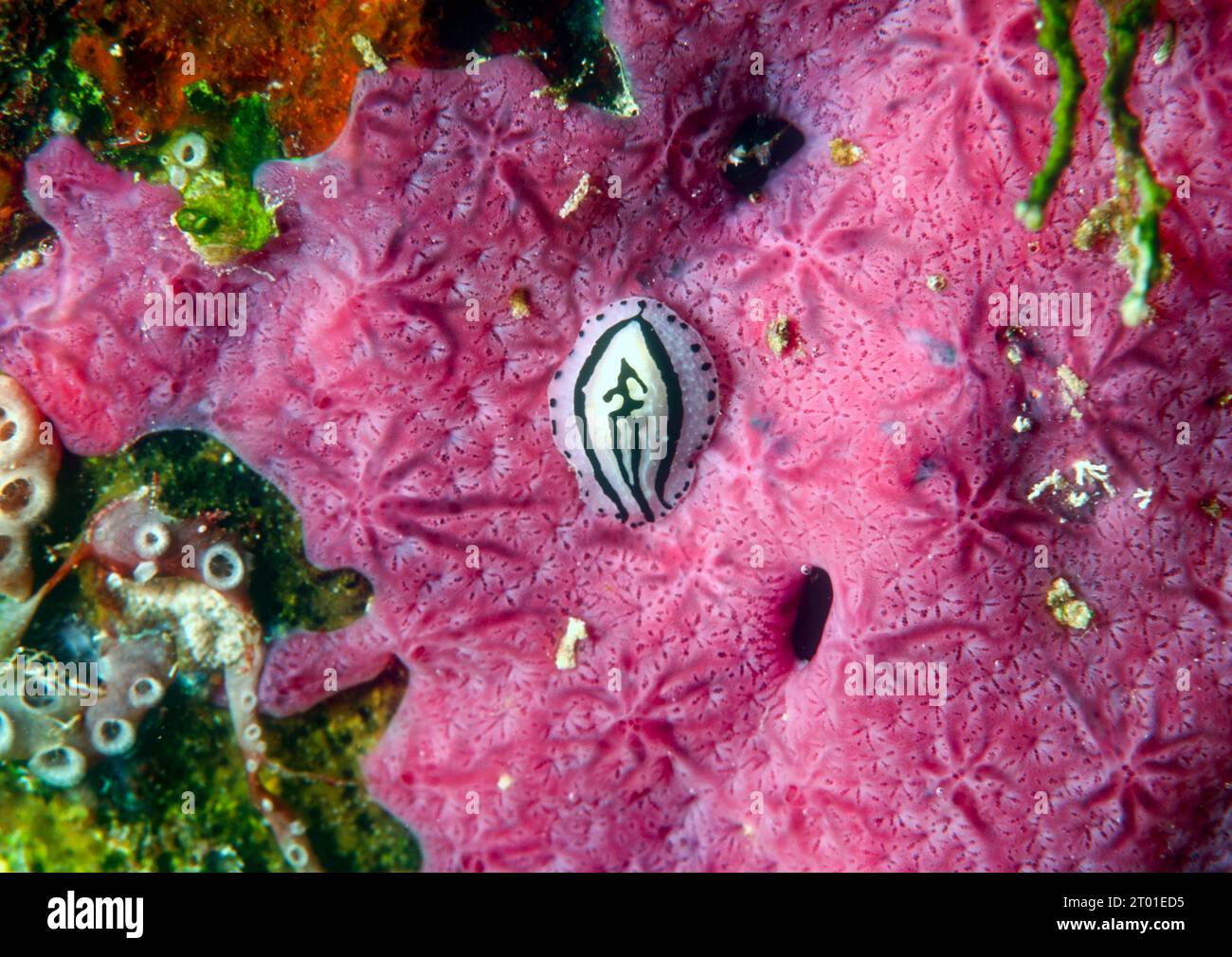 Sea slug (Phyllidiopsis sp., P. phiphiensis?) from Latheef Reef, Kuredu ...