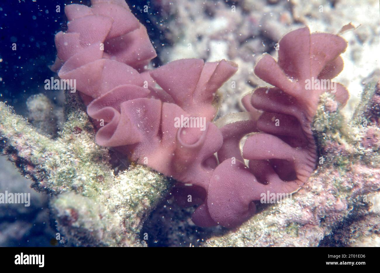 Nudibranch egg mass from shallow water at Kanifinolu Lagoon, the ...