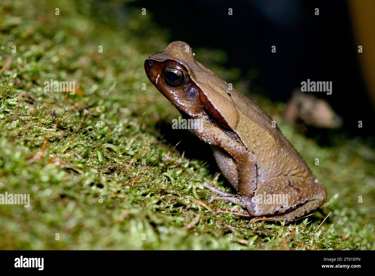 Smooth-skinned toad (Rhaebo haematiticus) from Sarapiqui, Costa Rica ...