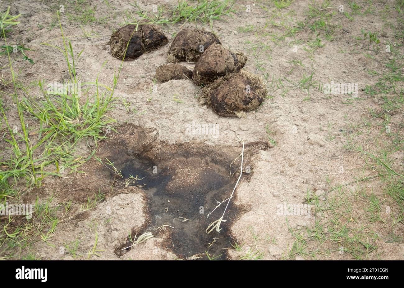 An elephant has recently passed by and leaves fresh droppings and urine ...