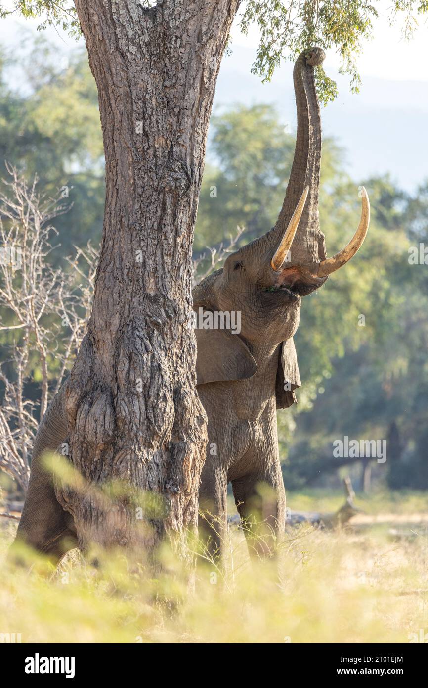 An elephant reaching into a tree for food in Mana Pools Zimbabwe Stock ...