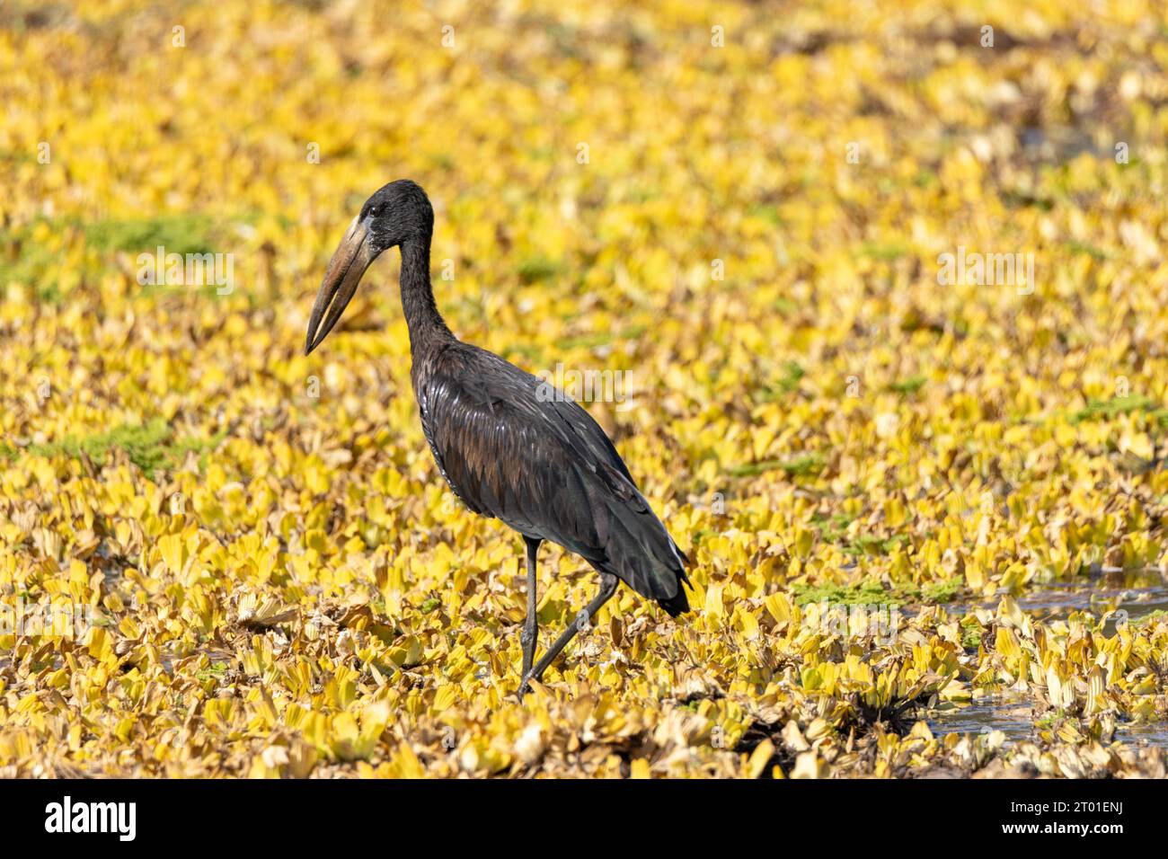 An African Openbill stork (Anastomus lamelligerus) in a small lake ...