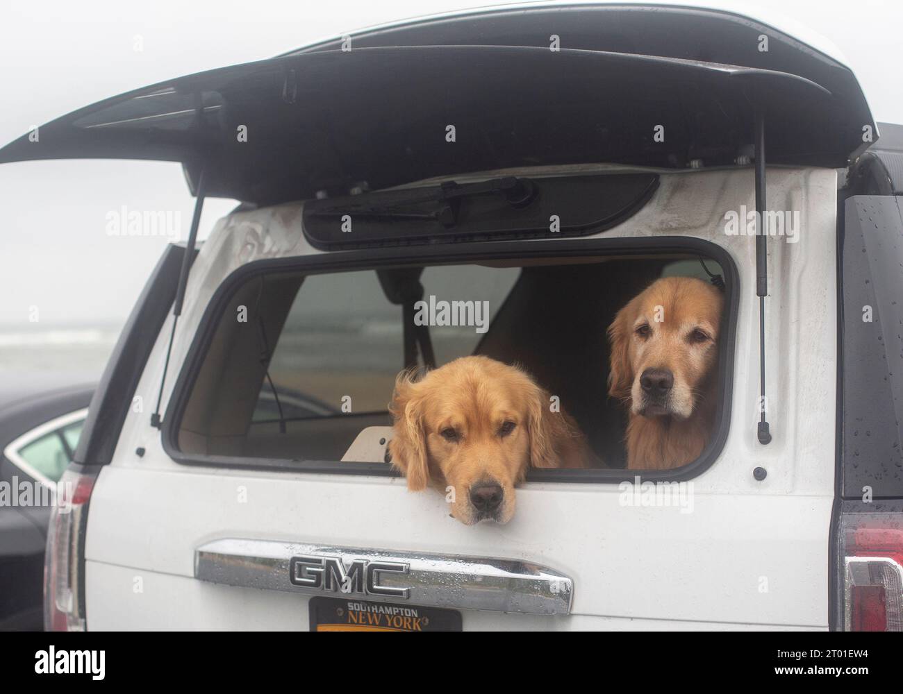 Two Golden Retrievers on the rear deck of an SUV Stock Photo - Alamy