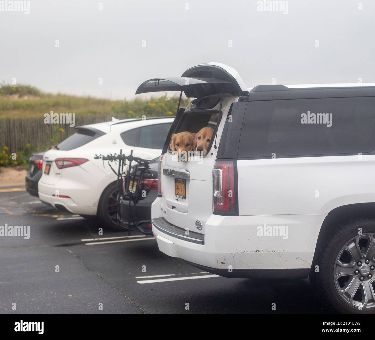 Two Golden Retrievers on the rear deck of an SUV Stock Photo - Alamy