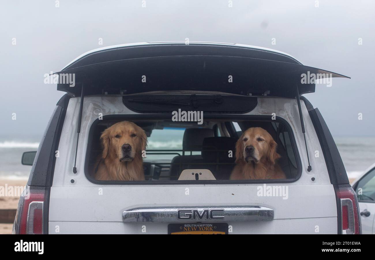 Two Golden Retrievers on the rear deck of an SUV Stock Photo - Alamy