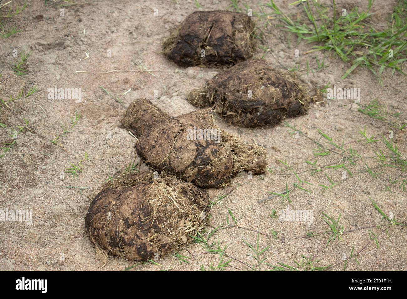 An elephant has recently passed by and leaves fresh droppings along his ...