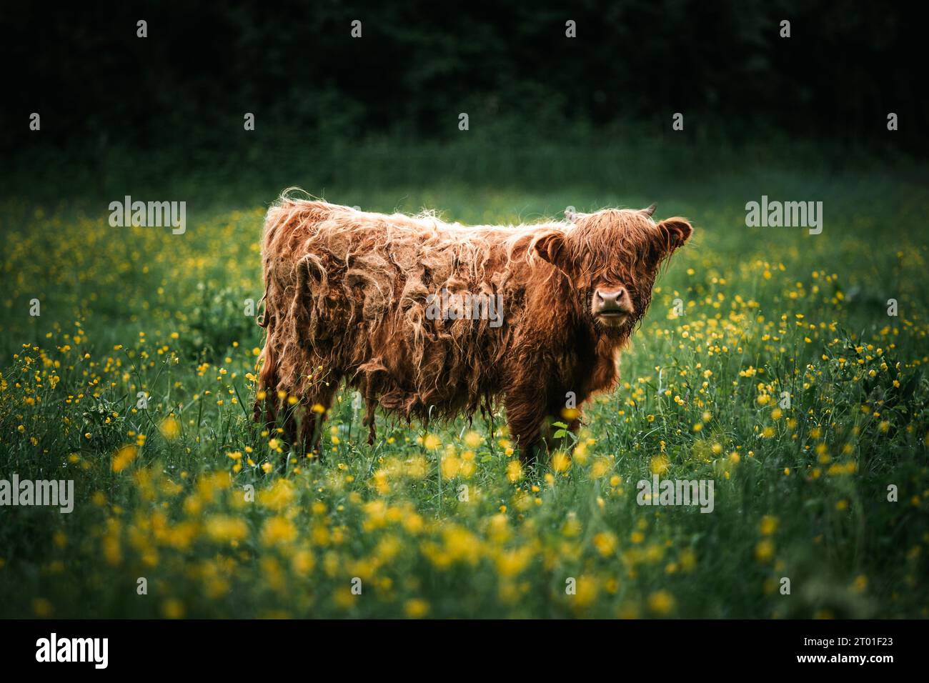 Highland cow with flowers hi-res stock photography and images - Alamy