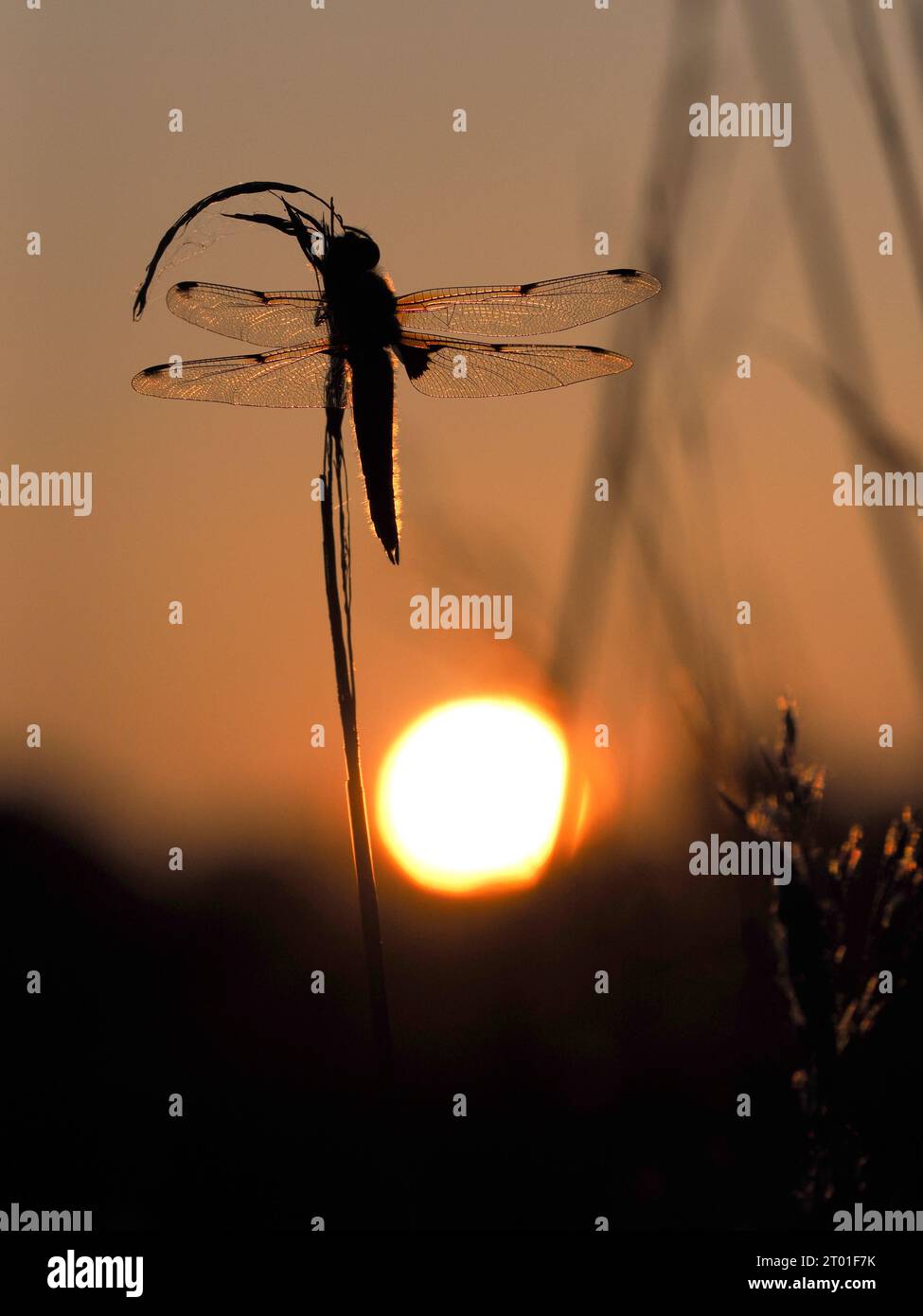 Four-spotted Chaser Dragonfly (Libellula quadrimaculata) roosting on ...