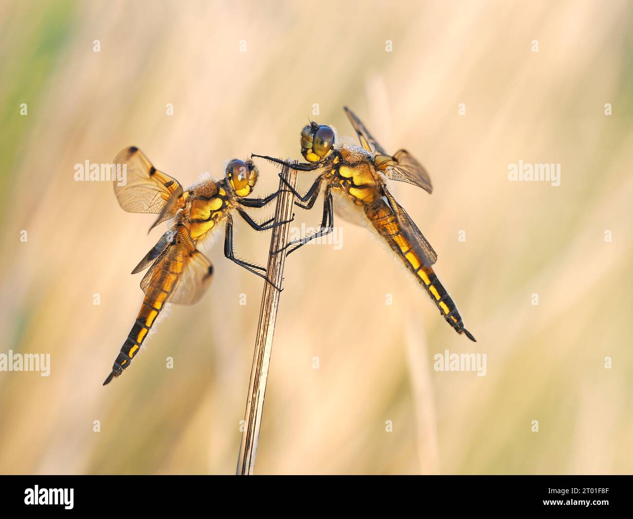 Four-spotted Chaser Dragonfly (Libellula quadrimaculata) pair resting ...