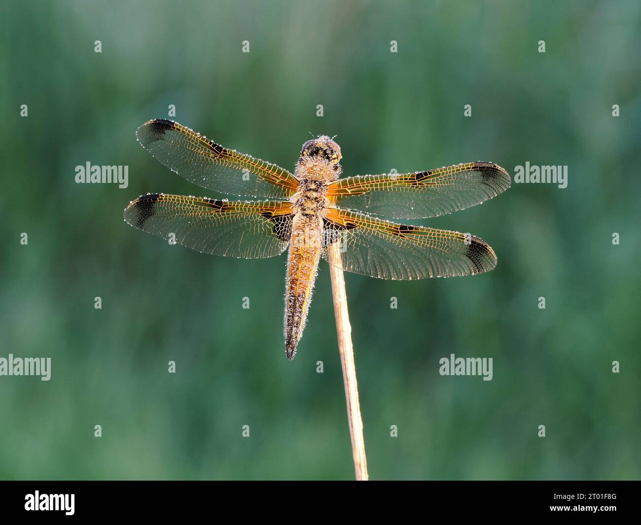 Four-spotted Chaser Dragonfly (Libellula quadrimaculata) adult resting ...