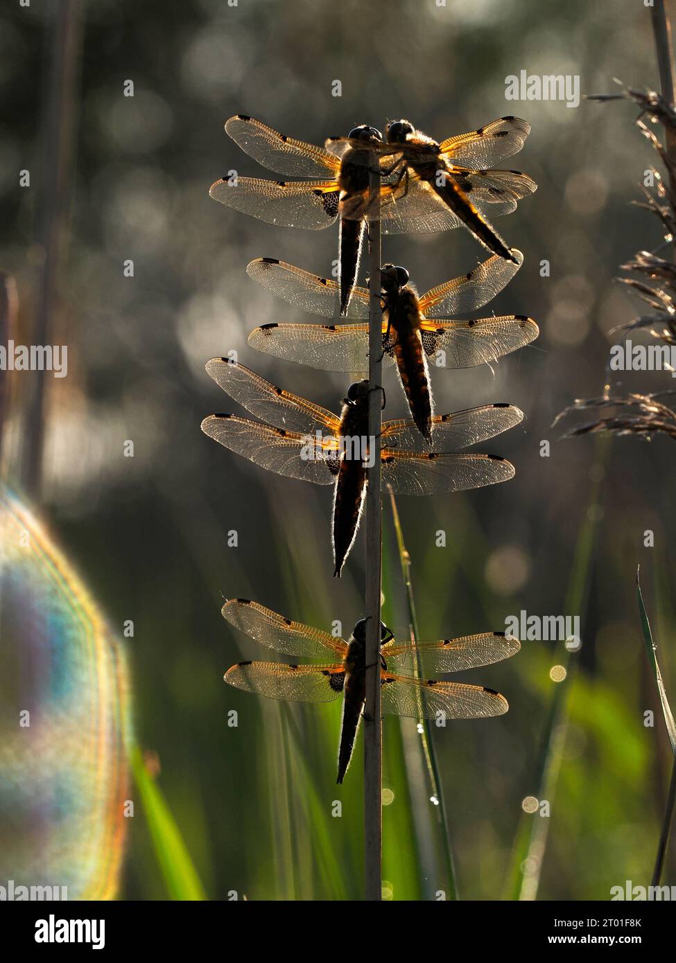 Quarimaculata hi-res stock photography and images - Alamy