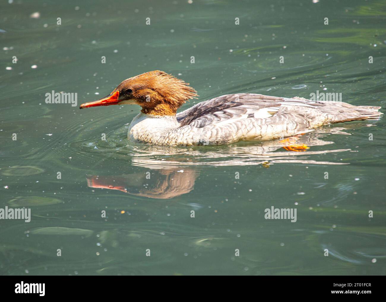 The Common Merganser (Mergus merganser) is a striking waterfowl found ...