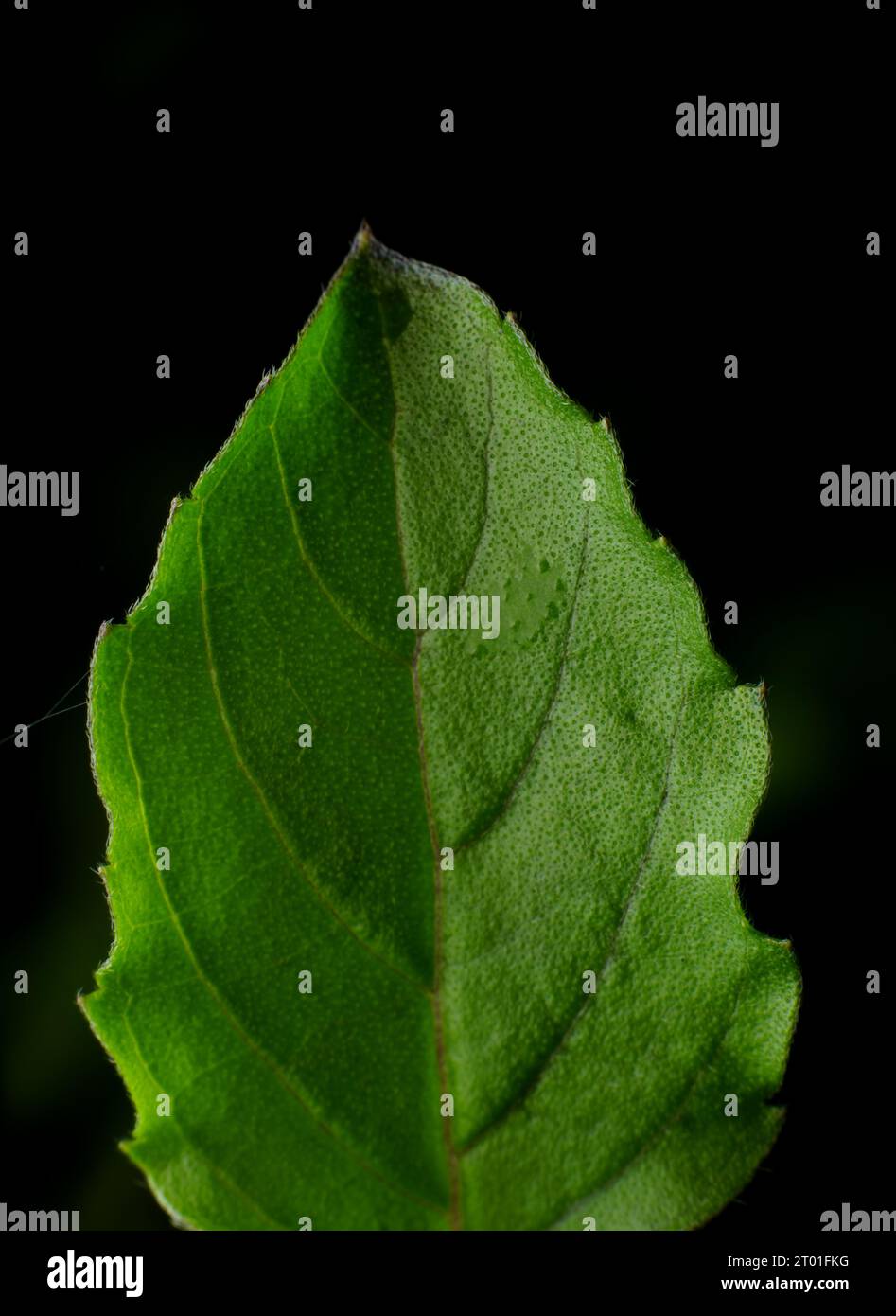 Thulsi leaf in extreme close up with details, Holy basil leaf Stock ...